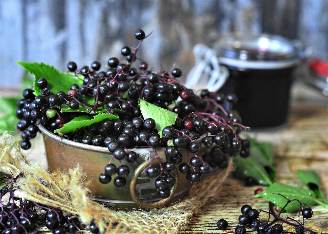 Elder Elderberries Berry - Free photo on Pixabay
