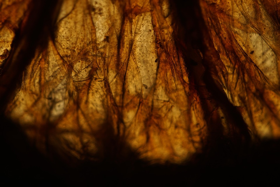 Amber Stained Glass Window - Free photo on Pixabay - Pixabay