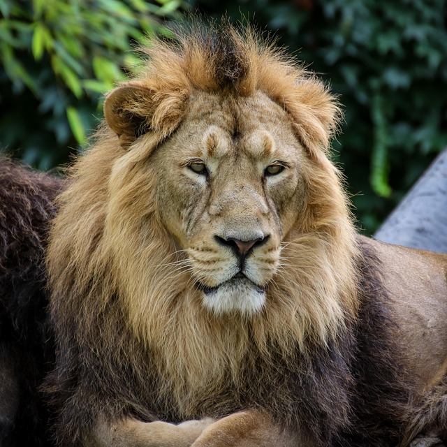 Leão Juba Animal - Foto gratuita no Pixabay - Pixabay