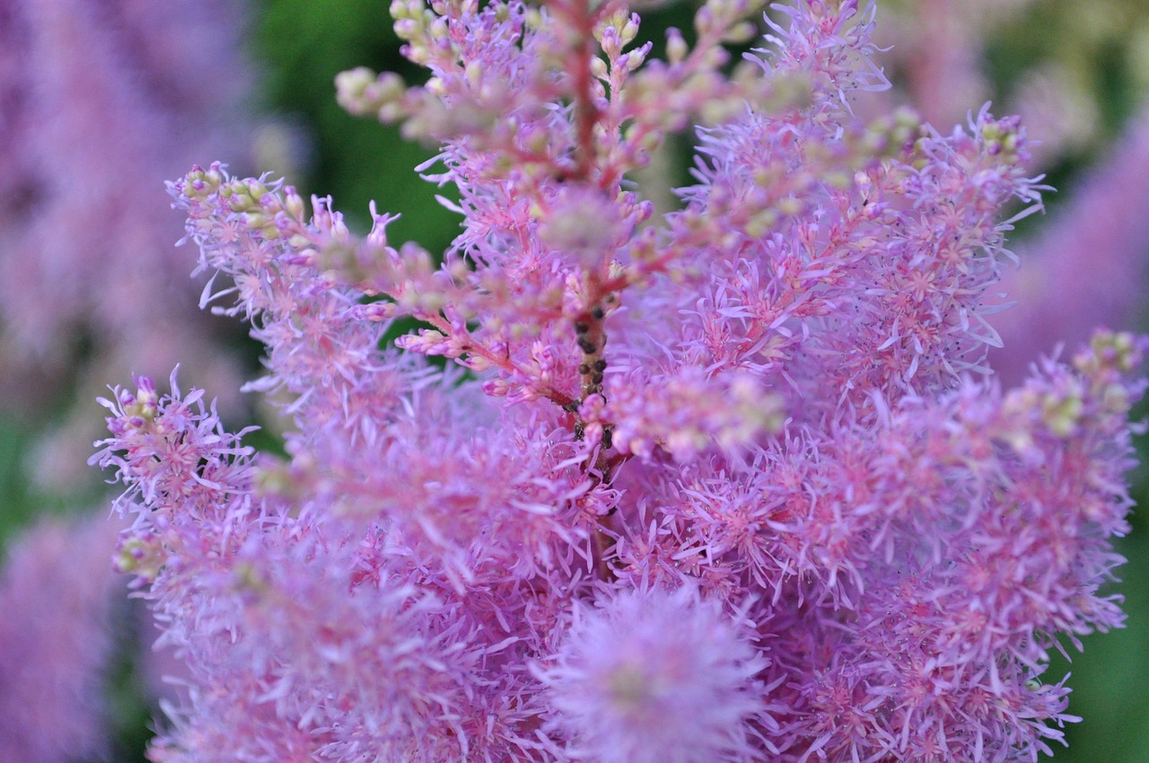 Flower De Cerca Blossom - Foto gratis en Pixabay - Pixabay
