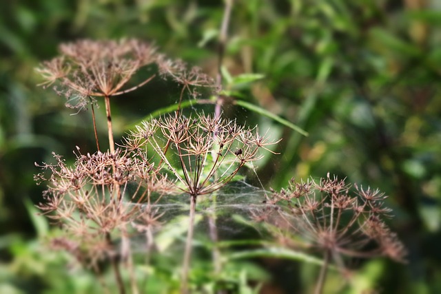 Samambaia Campo Natureza - Foto gratuita no Pixabay - Pixabay