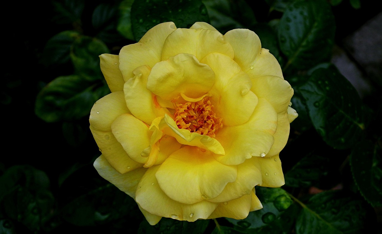Rose Flor Té - Foto gratis en Pixabay - Pixabay
