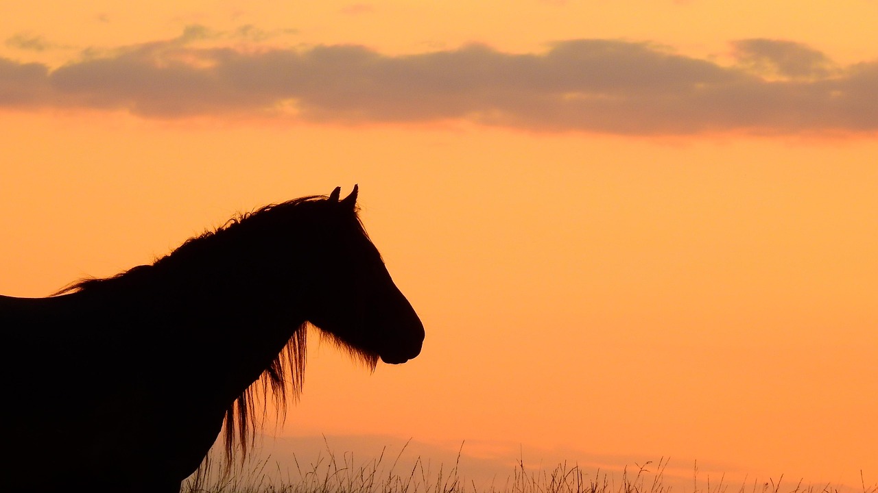 Horse Head Silhouette Sunset