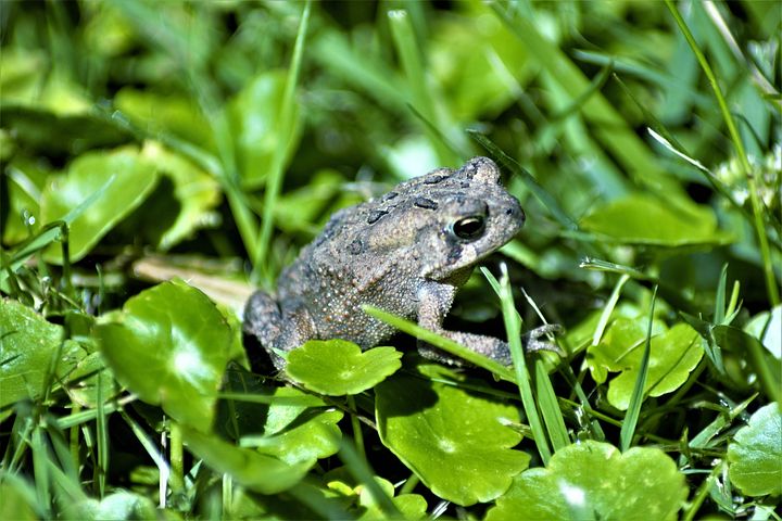 1,000+ Free Toad & Frog Photos - Pixabay