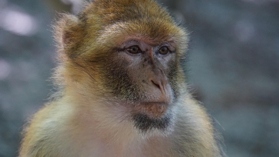 Barbary Macaque Ape Mammal - Free photo on Pixabay - Pixabay