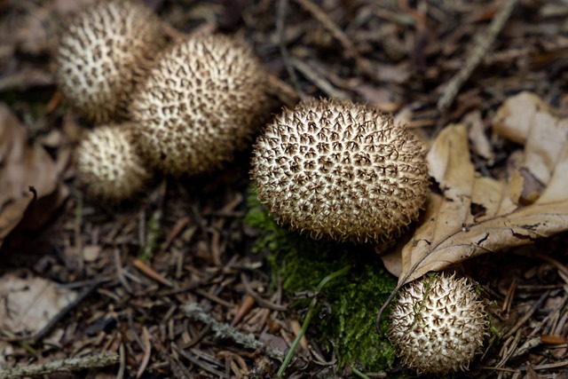 Cogumelo Floresta Natureza - Foto gratuita no Pixabay - Pixabay