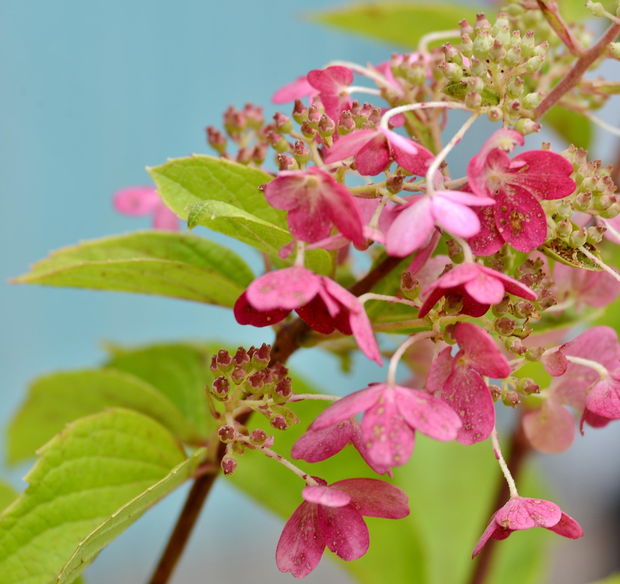 Hydrangea Petals Leaves - Free photo on Pixabay - Pixabay