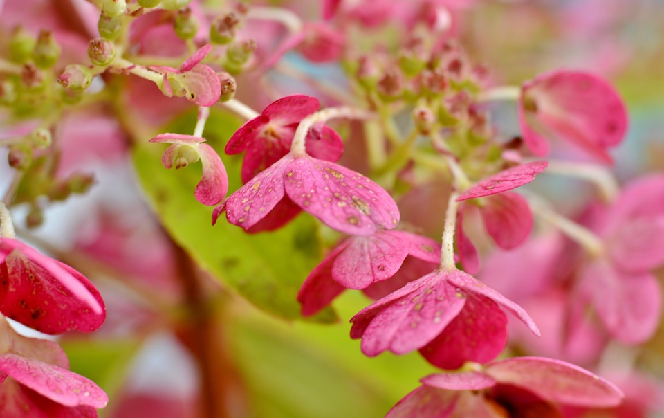 Hydrangea Kelopak Flora - Foto gratis di Pixabay - Pixabay