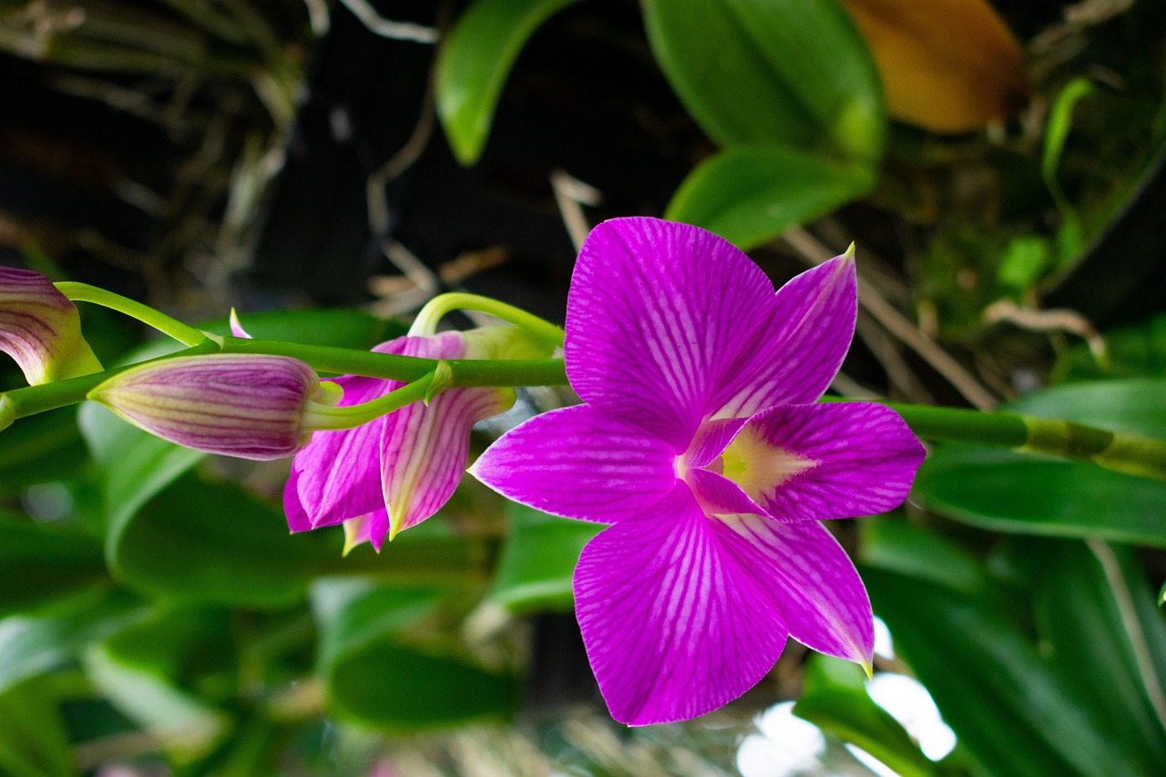 Flores Natureza Verde - Foto gratuita no Pixabay - Pixabay