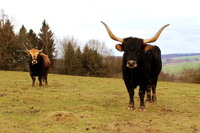 Tail Cattle Aurochs Bull - Free photo on Pixabay