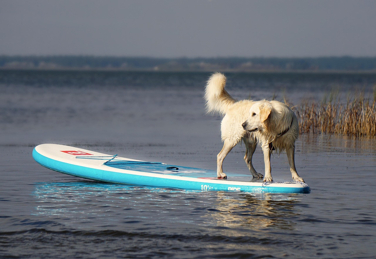 100+ Free Paddle Board & Paddleboarding Images - Pixabay