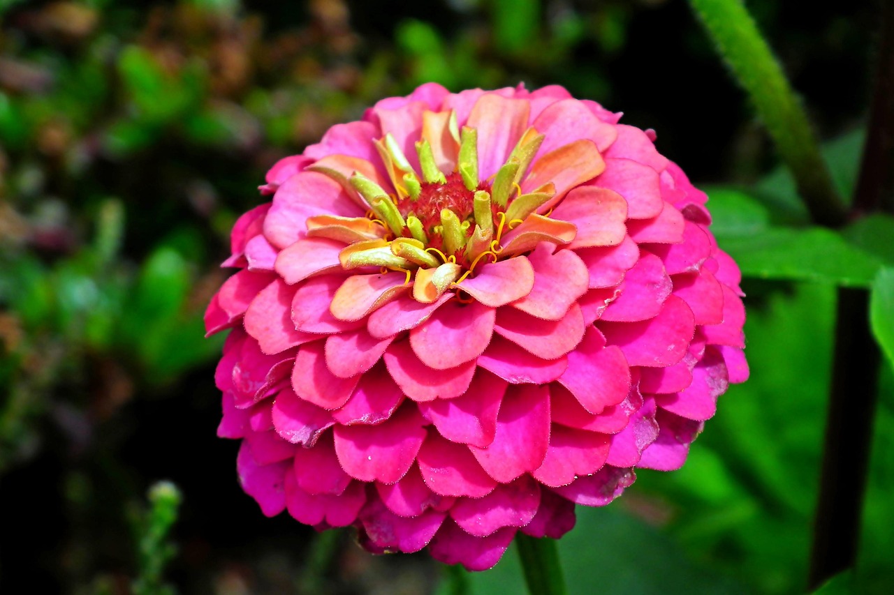 Zinnia Flor Jardín - Foto gratis en Pixabay - Pixabay