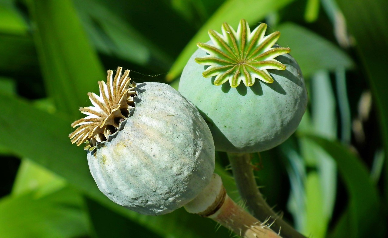 Poppy Plant Summer - Free photo on Pixabay - Pixabay