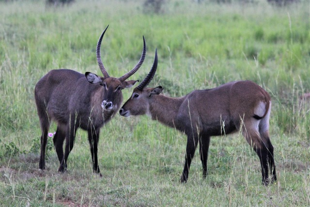 Waterbuck Uganda Murchison - Free photo on Pixabay
