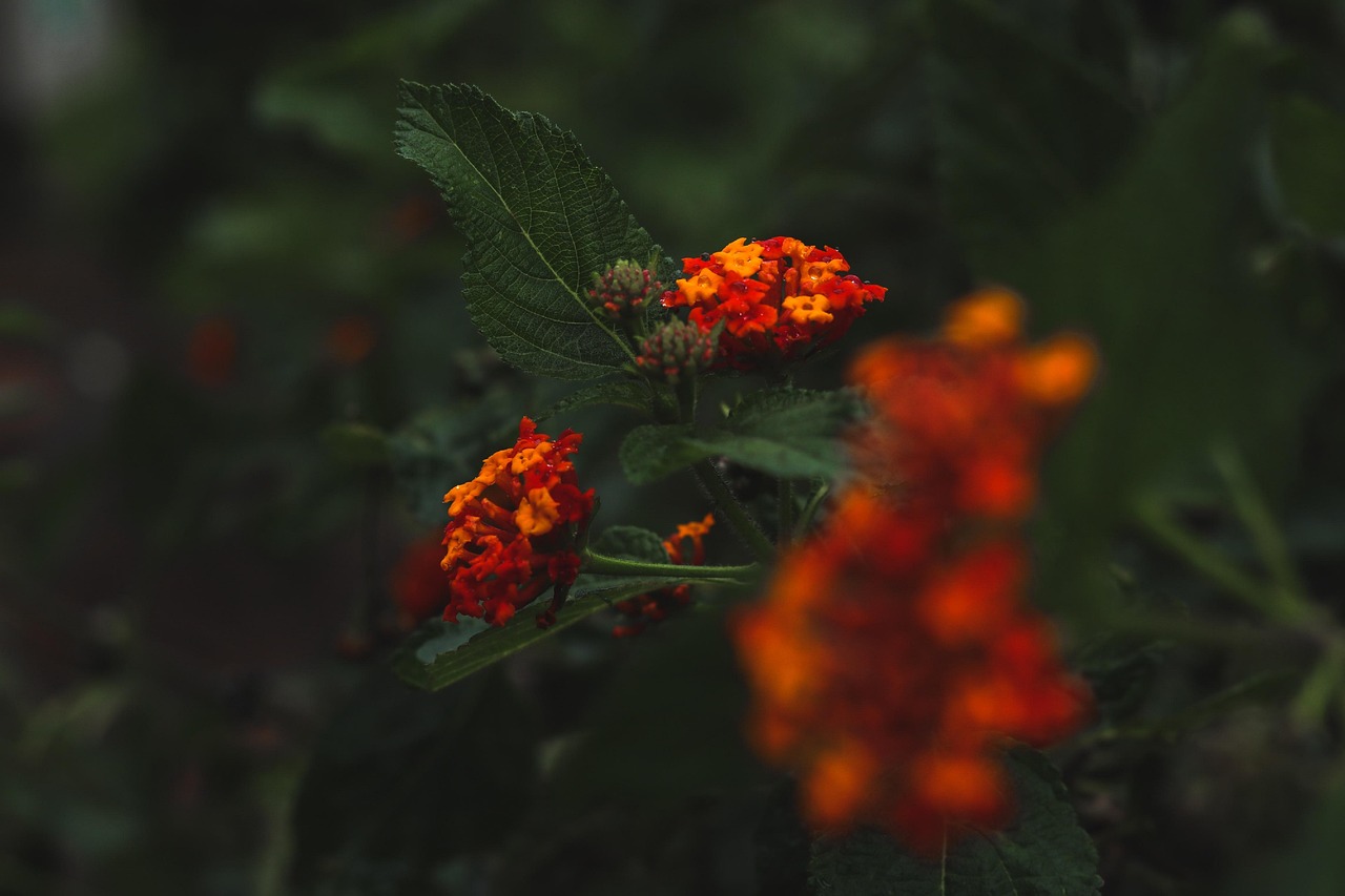 Bunga-Bunga Tanaman Kebun - Foto gratis di Pixabay - Pixabay