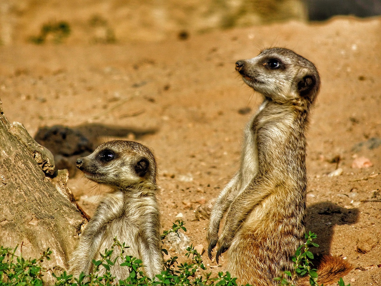Animel 动物园 野生动物 - Pixabay上的免费照片