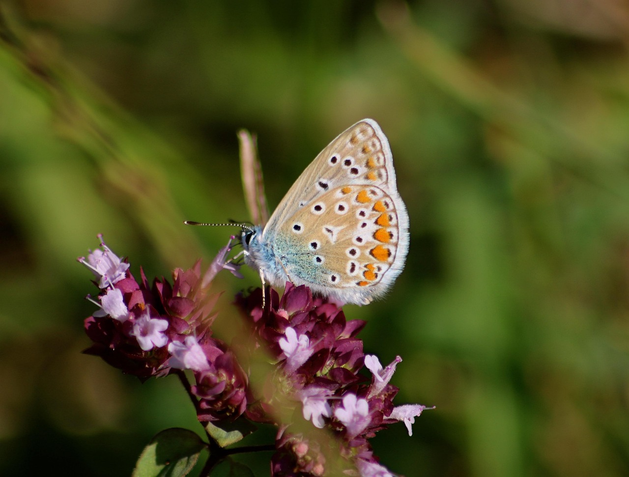Mariposa Azul Común - Foto gratis en Pixabay - Pixabay