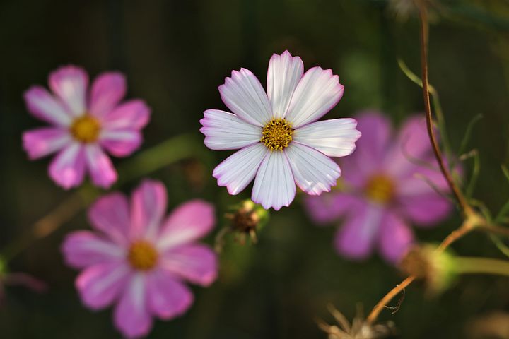 300+ Free White Universe & Cosmos Images - Pixabay