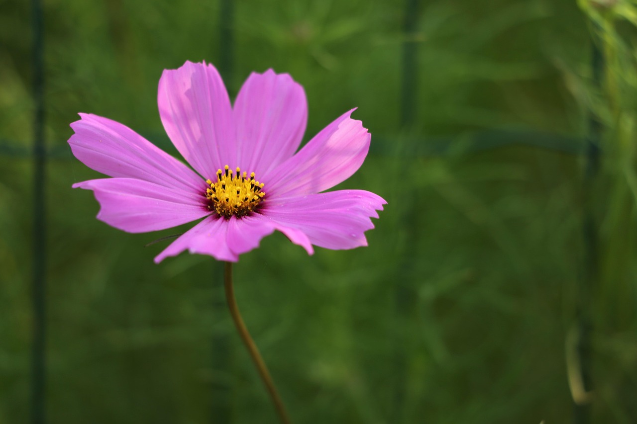 Kosmos Merah Muda Berbunga Bunga - Foto gratis di Pixabay - Pixabay