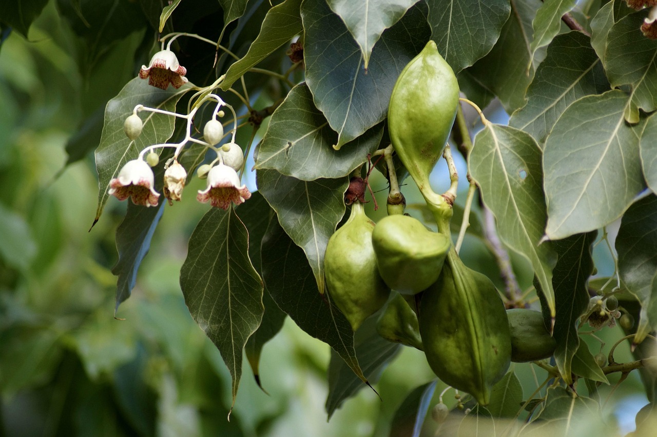 Brachychiton Populneus Arbre Du - Photo gratuite sur Pixabay - Pixabay