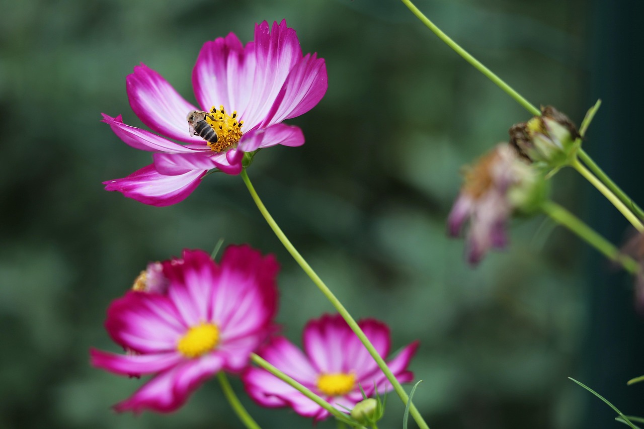 Violet And White Cosmos Blooming - Free photo on Pixabay