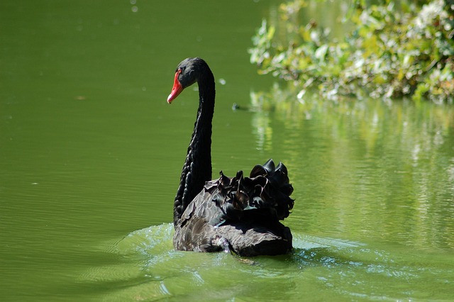 Cisne Negro Cisnes Aves Ave - Foto gratis en Pixabay - Pixabay