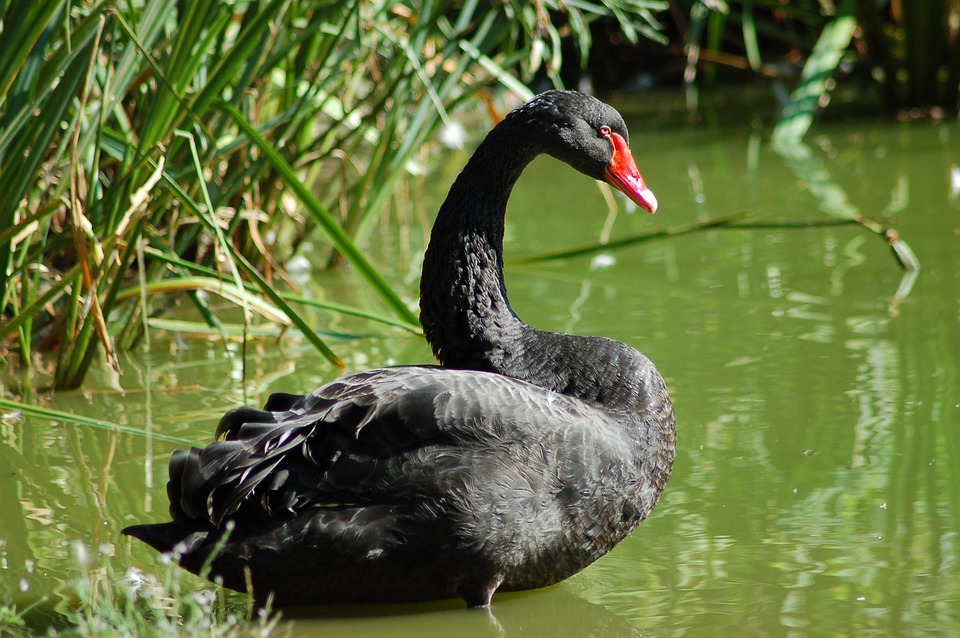 Black Swan Swans Birds Water - Free photo on Pixabay - Pixabay