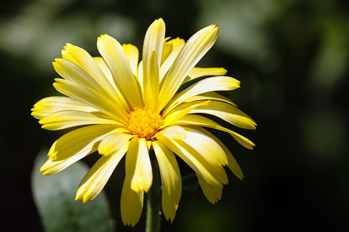 1,000+ Free Marigold & Nature Images