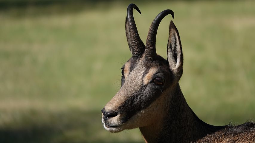 Plus de 200 images de Chamois et de Animal - Pixabay