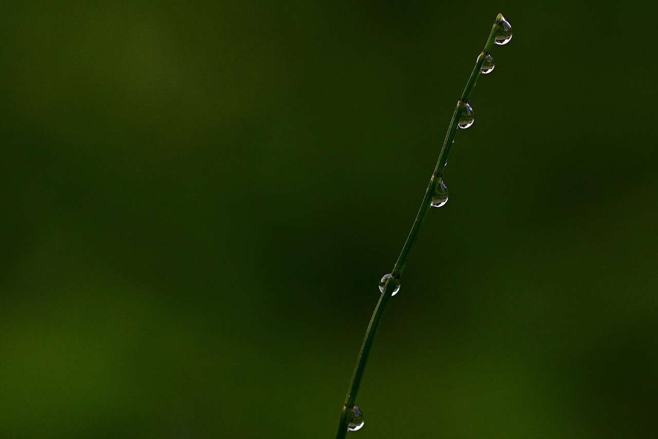 Goutte D'Eau De Rosée La - Photo gratuite sur Pixabay - Pixabay