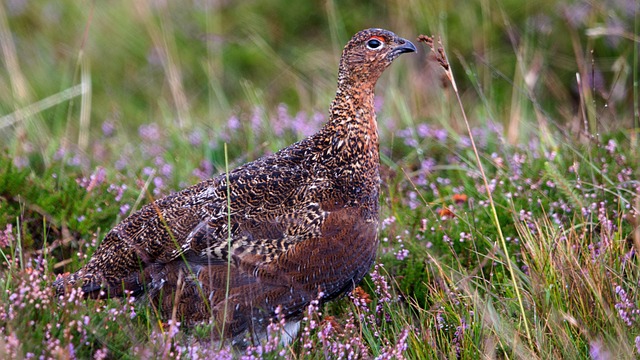 100+ Free Grouse & Nature Images - Pixabay