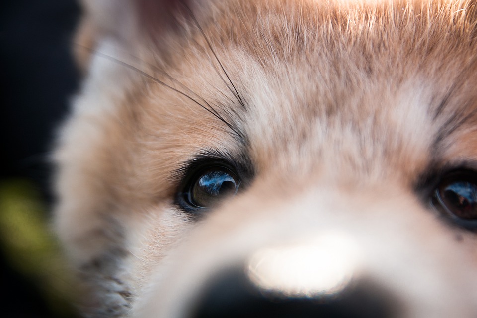 Dog View See Domestic - Free photo on Pixabay - Pixabay