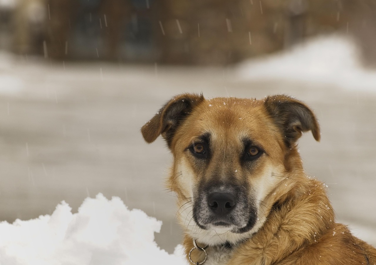 Dog Snow Animal - Free photo on Pixabay - Pixabay