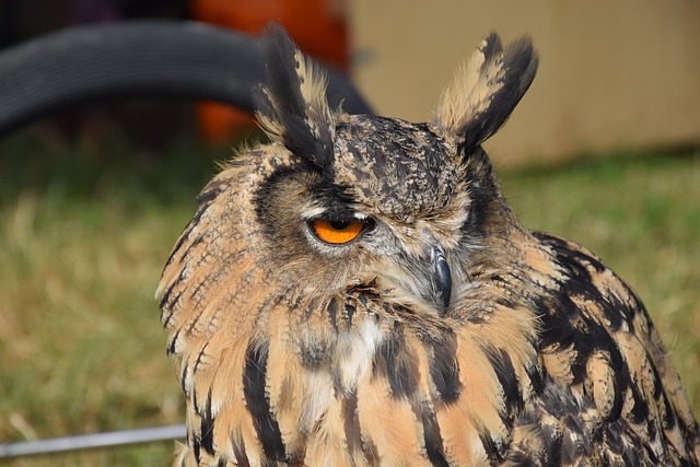 Eurasian Eagle Owl Bird - Free photo on Pixabay - Pixabay