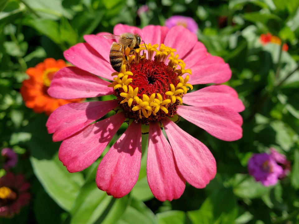 Zinnia Flor Bloom El - Foto gratis en Pixabay - Pixabay