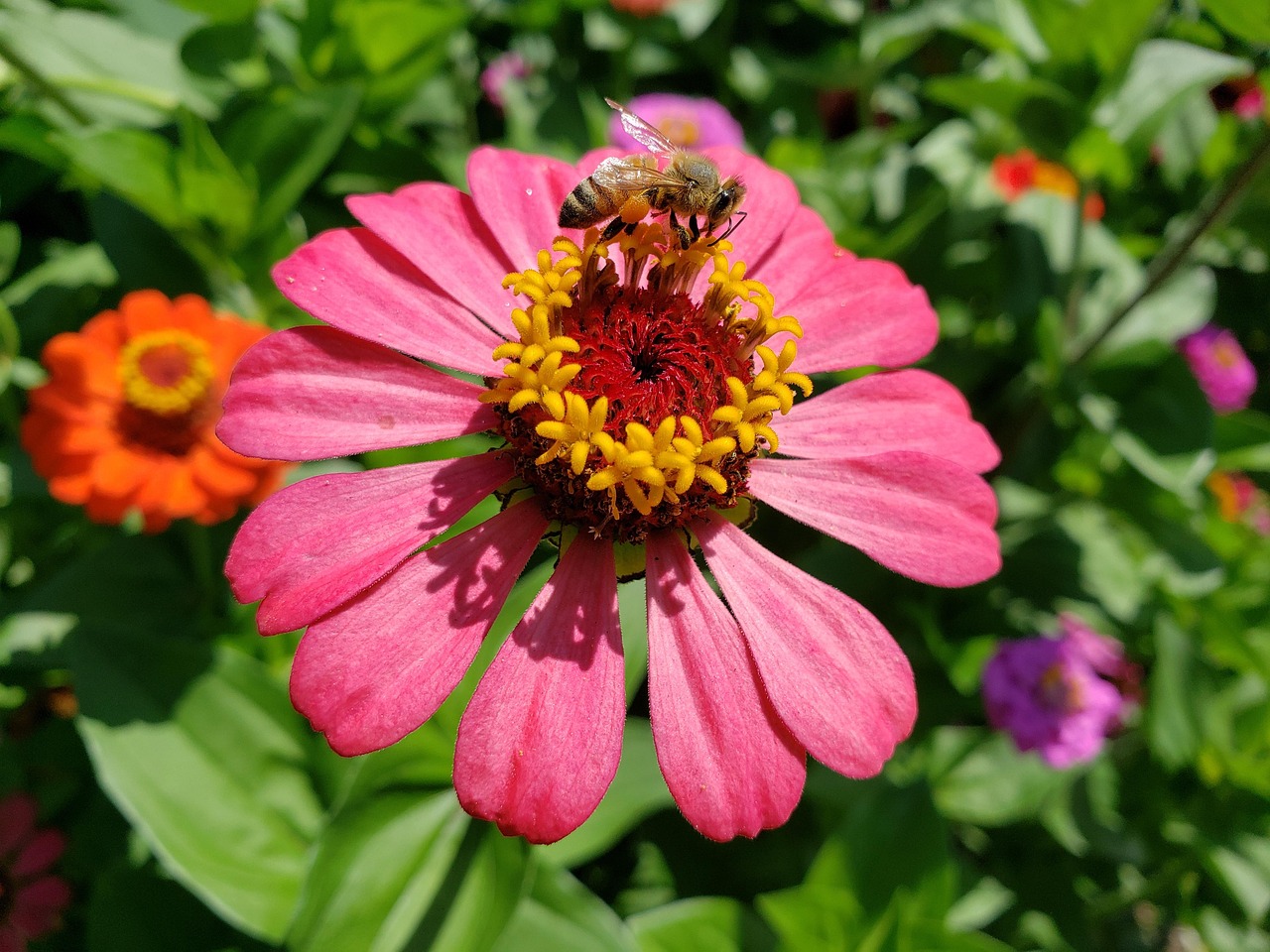 Zinnie Blume Blüte - Kostenloses Foto auf Pixabay - Pixabay