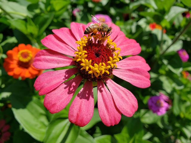 Zinnie Blume Blüte - Kostenloses Foto auf Pixabay - Pixabay