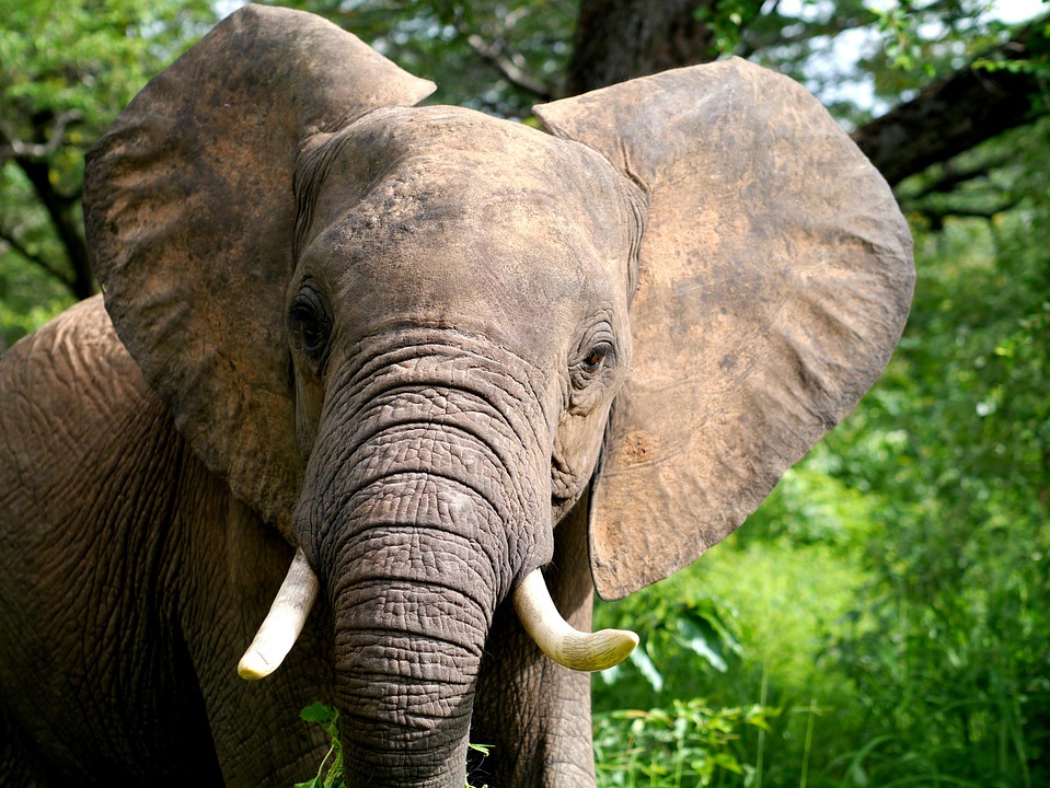 Afrique L'Éléphant Chobe - Photo gratuite sur Pixabay - Pixabay