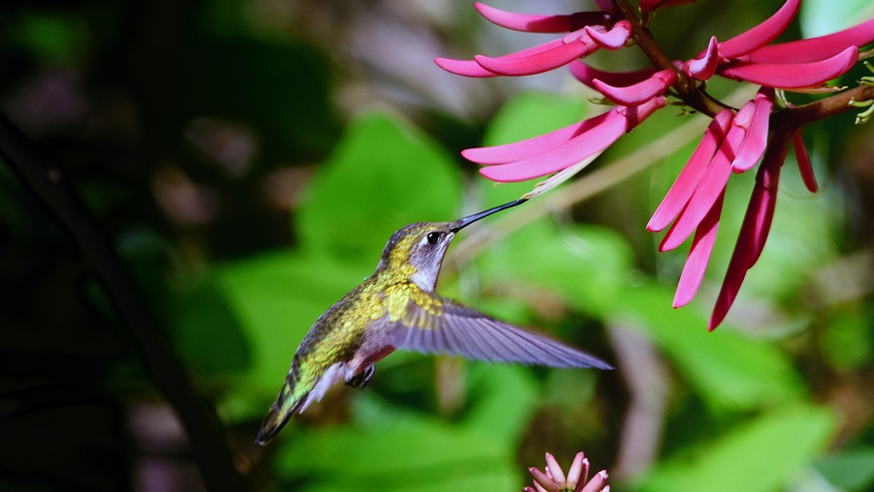 Burung Kolibri Hijau Permata - Foto gratis di Pixabay