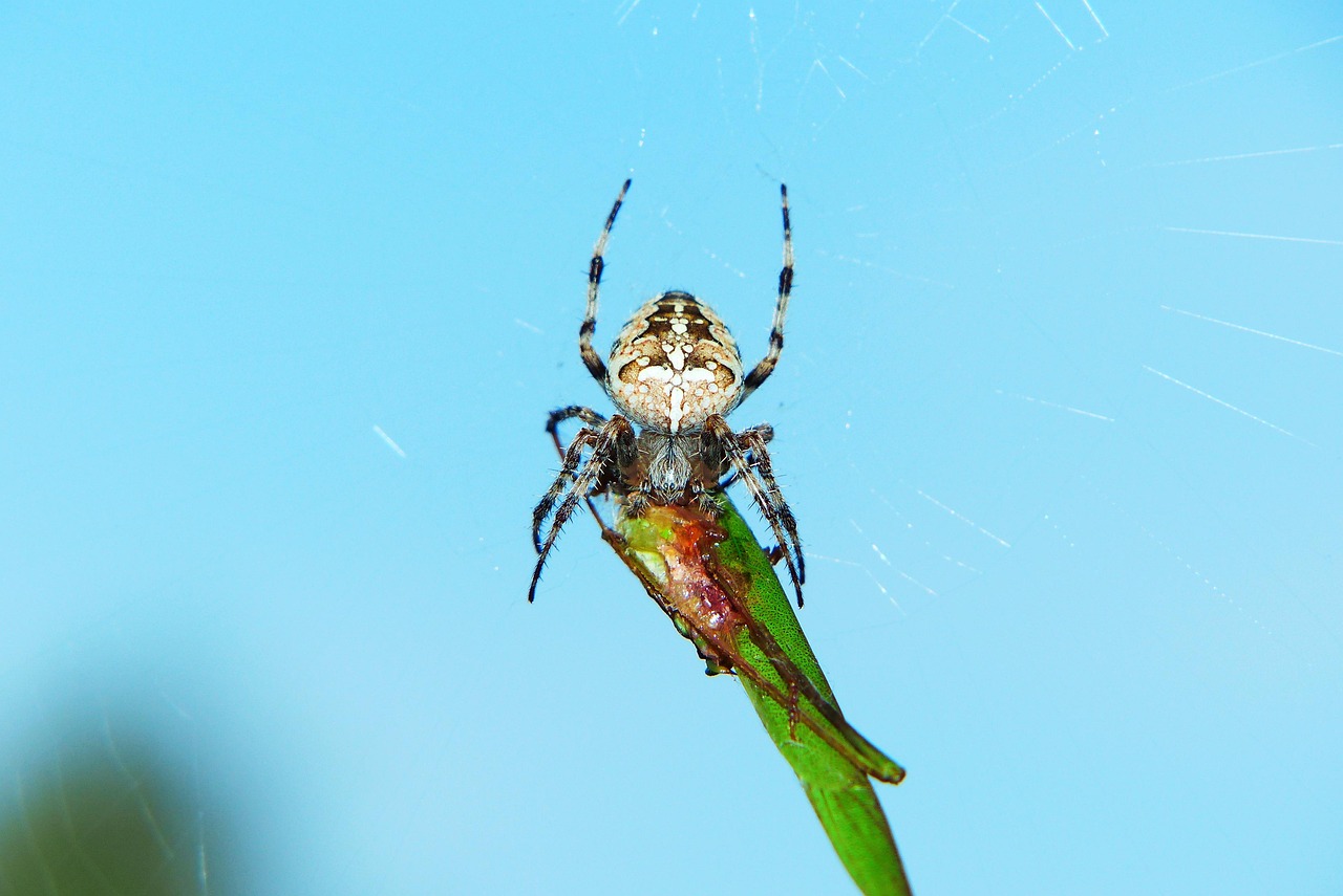 200+ Free Crusader & Spider Images - Pixabay