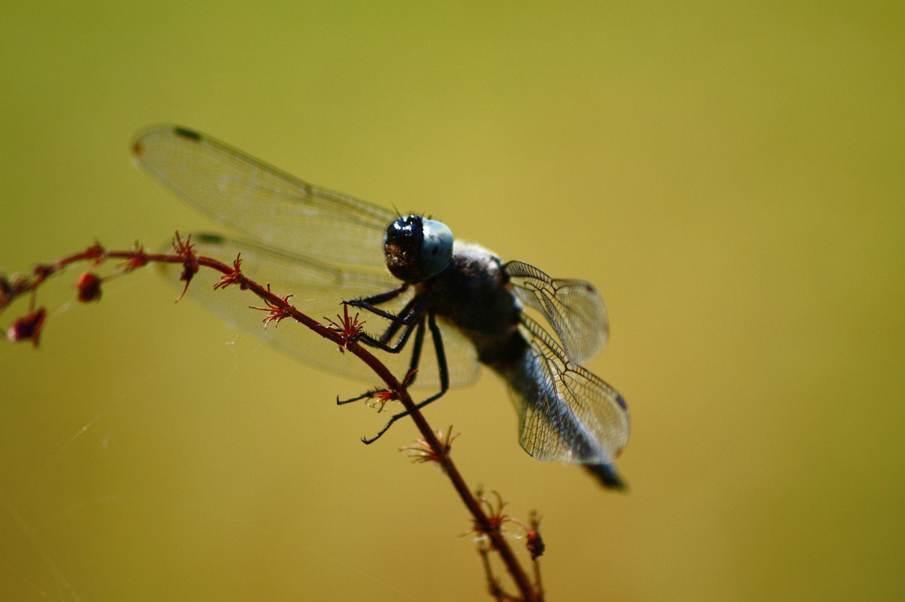 Libelle Insekt Natur - Kostenloses Foto auf Pixabay - Pixabay
