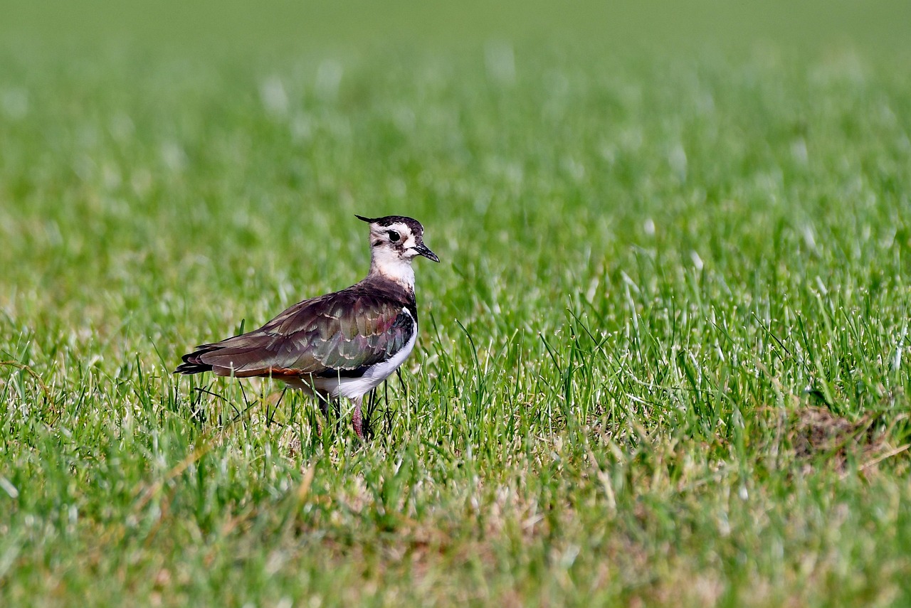 Meer dan 100 gratis afbeeldingen van Kieviten en Kievit - Pixabay