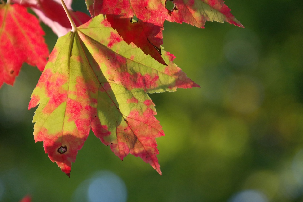 Autumn Leaves Red Green - Free photo on Pixabay - Pixabay