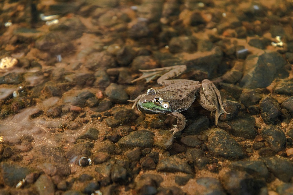Frog Toad Pond - Free photo on Pixabay