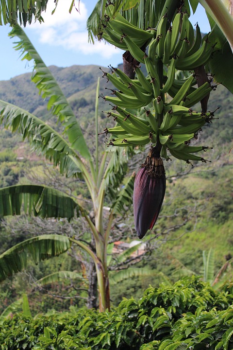 Banane Récolter - Photo gratuite sur Pixabay