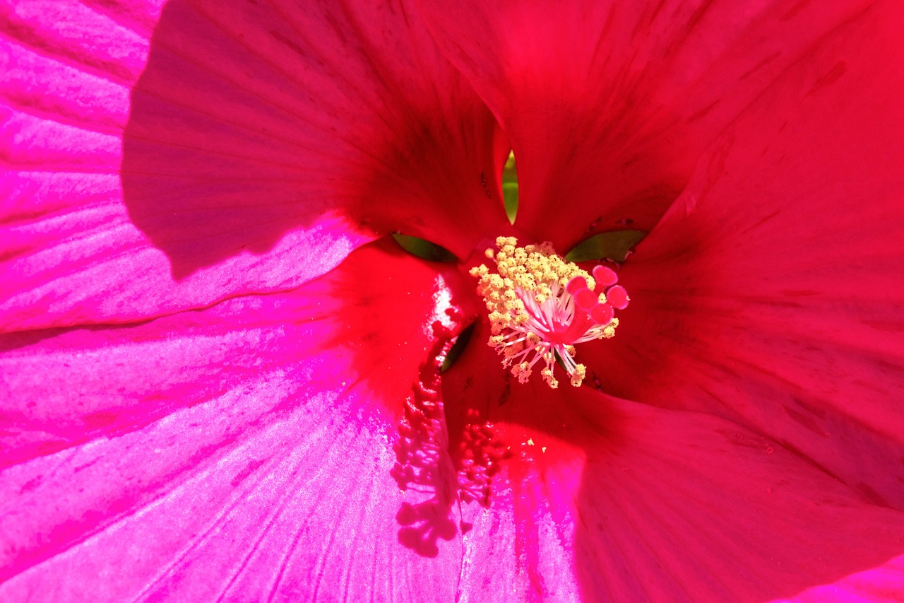 Kembang Sepatu Bunga Merah - Foto gratis di Pixabay - Pixabay