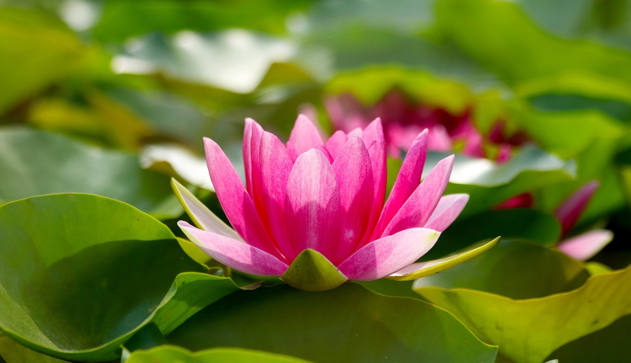 1,000+ Free Waterlily & Lotus Images - Pixabay