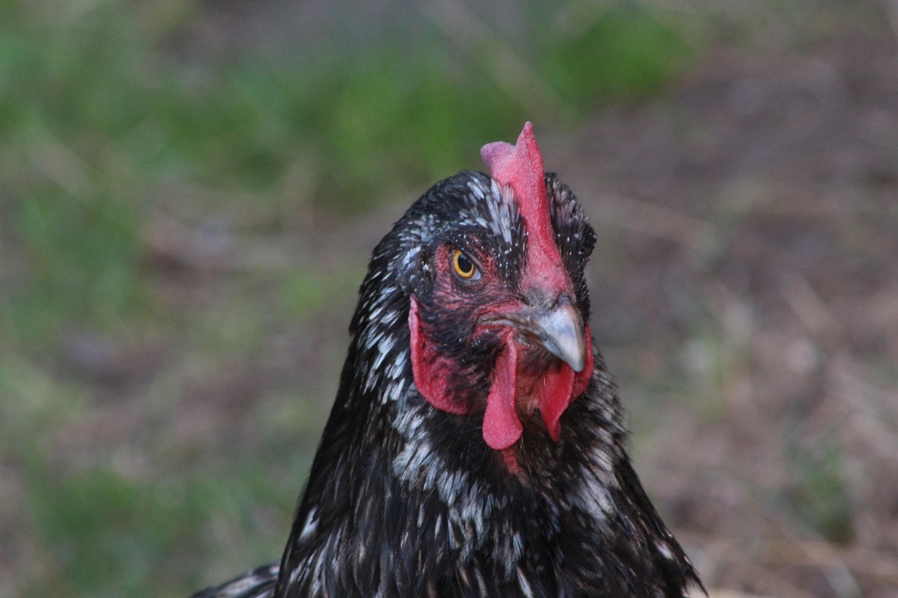 Chicken Hen Poultry Free - Free photo on Pixabay - Pixabay