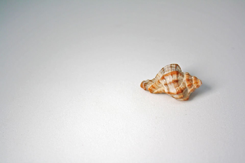 壳 海 下沉 Pixabay上的免费照片 Pixabay