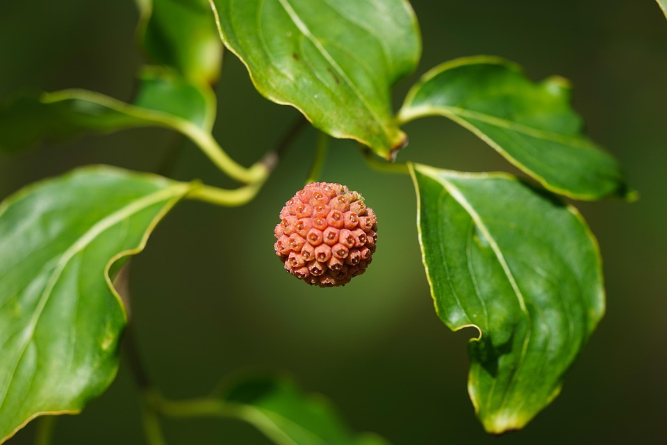 Plantas Flor Fruta - Foto gratuita no Pixabay - Pixabay